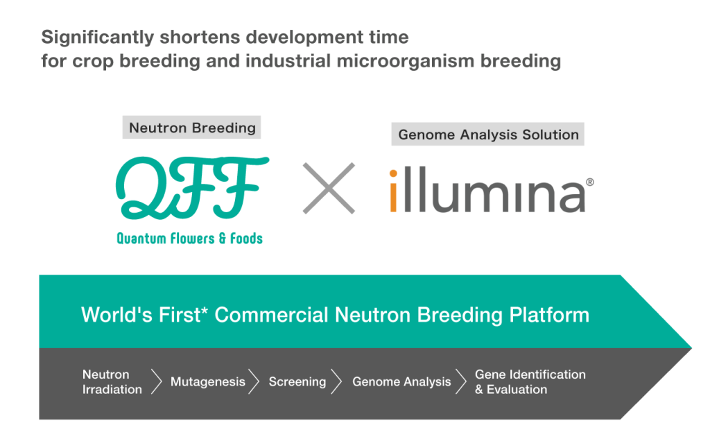 QFF Commercializes the World’s First* “Neutron‑Irradiation Breeding ...